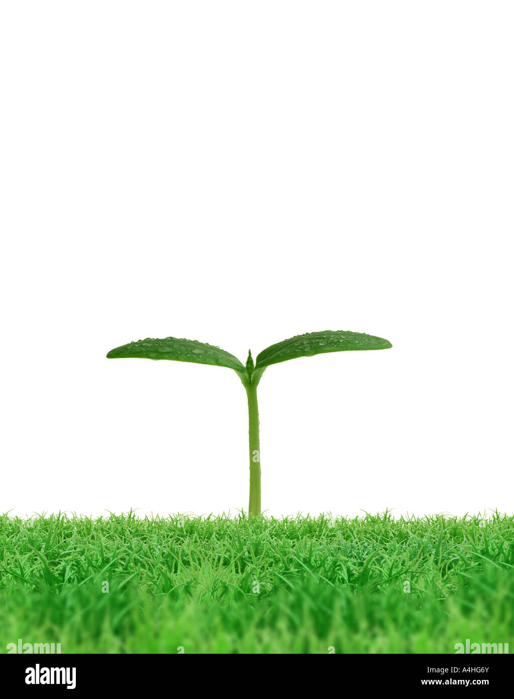 A green sprout in the grass Stock Photo - Alamy