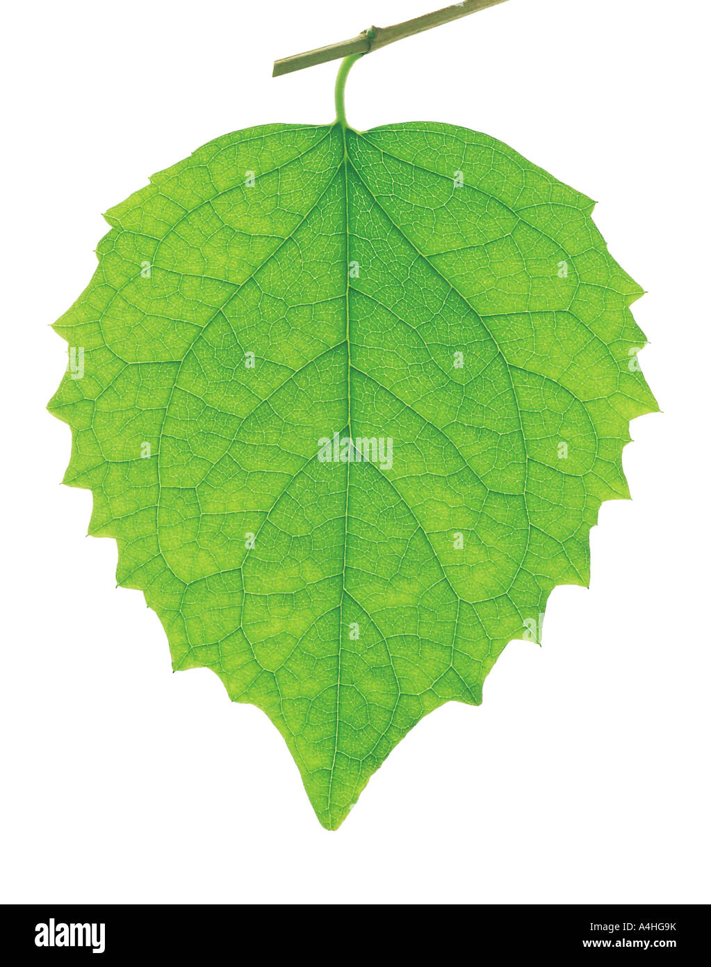 A green leaf Stock Photo - Alamy