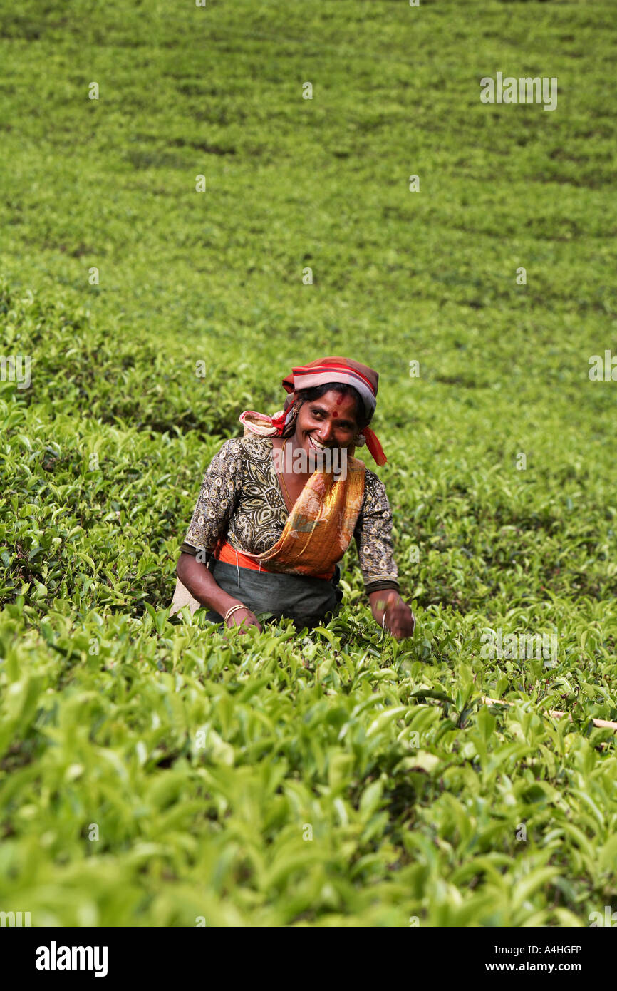 Vertical environmental portrait of friendly, smiling lady tea picker ...