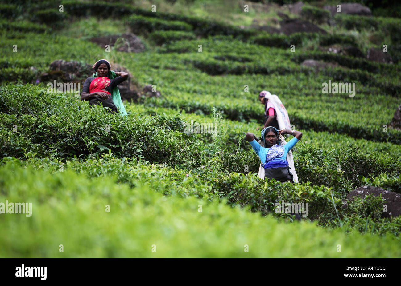 Horizontal environmental portrait of friendly, smiling lady tea picker ...