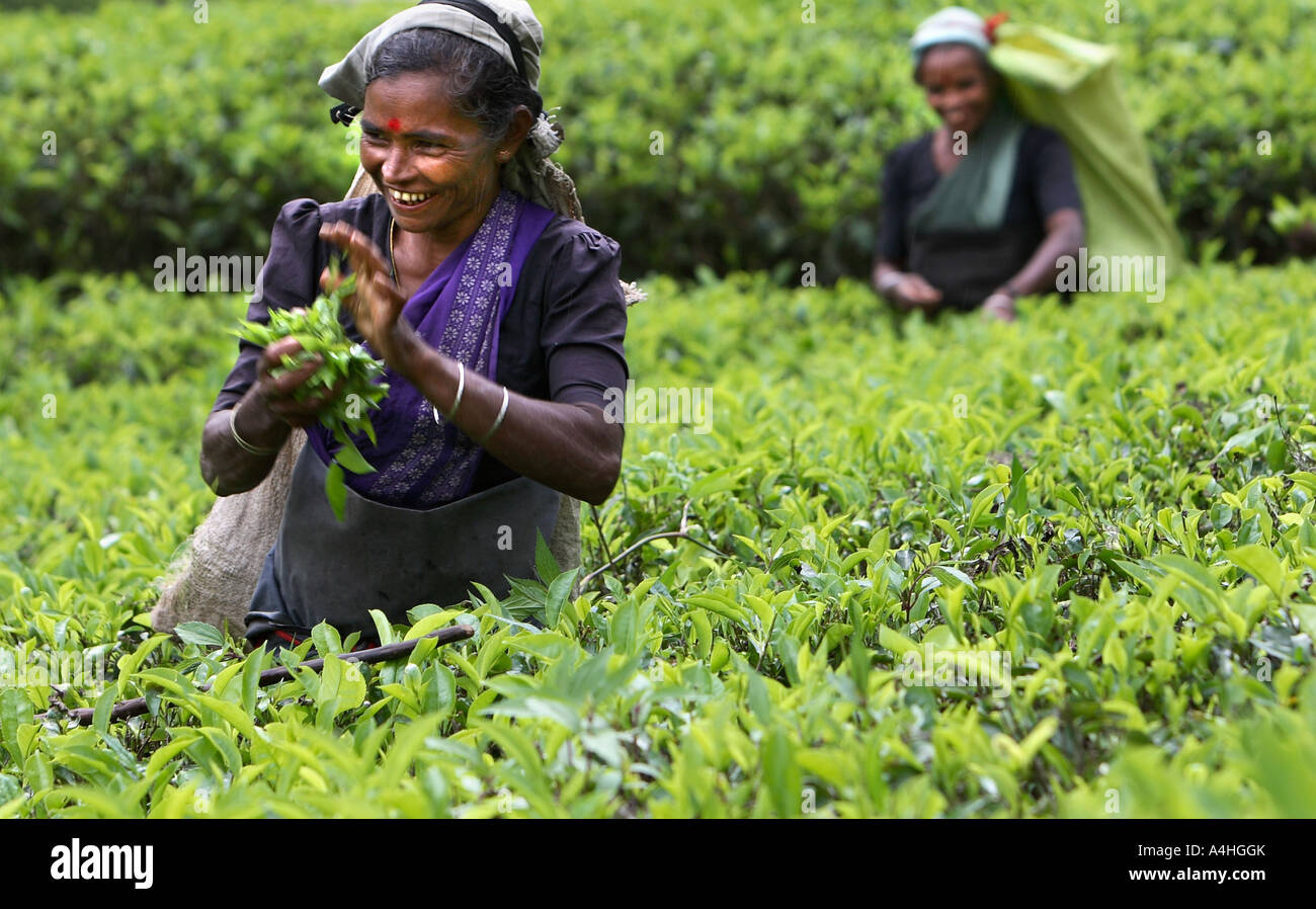 Horizontal environmental portrait of friendly, smiling lady tea picker ...