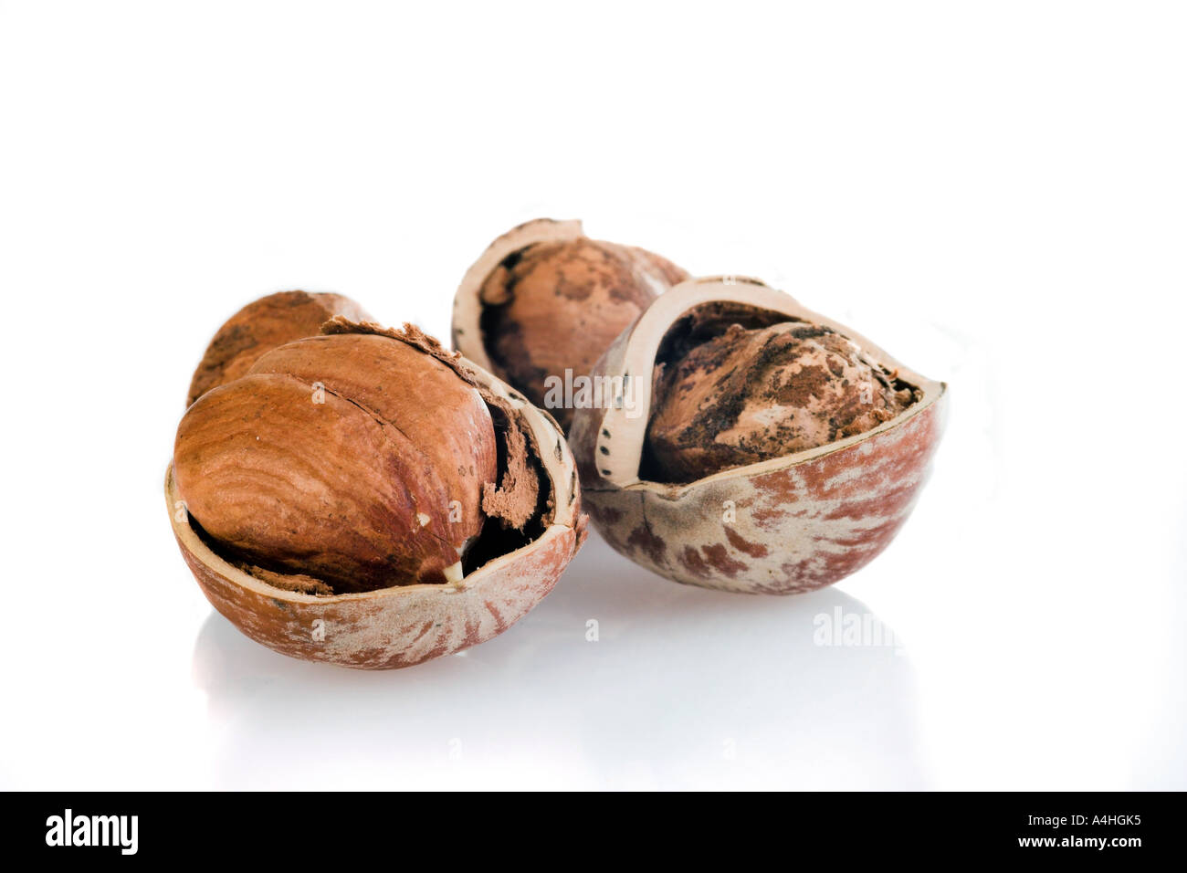 Hazelnuts cracked, studio shot, isolated, white background Stock Photo ...
