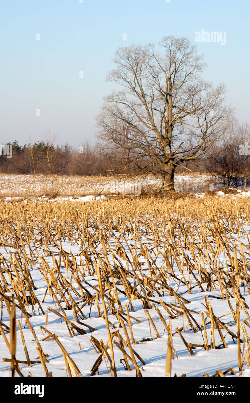 Corn snow field hi-res stock photography and images - Alamy