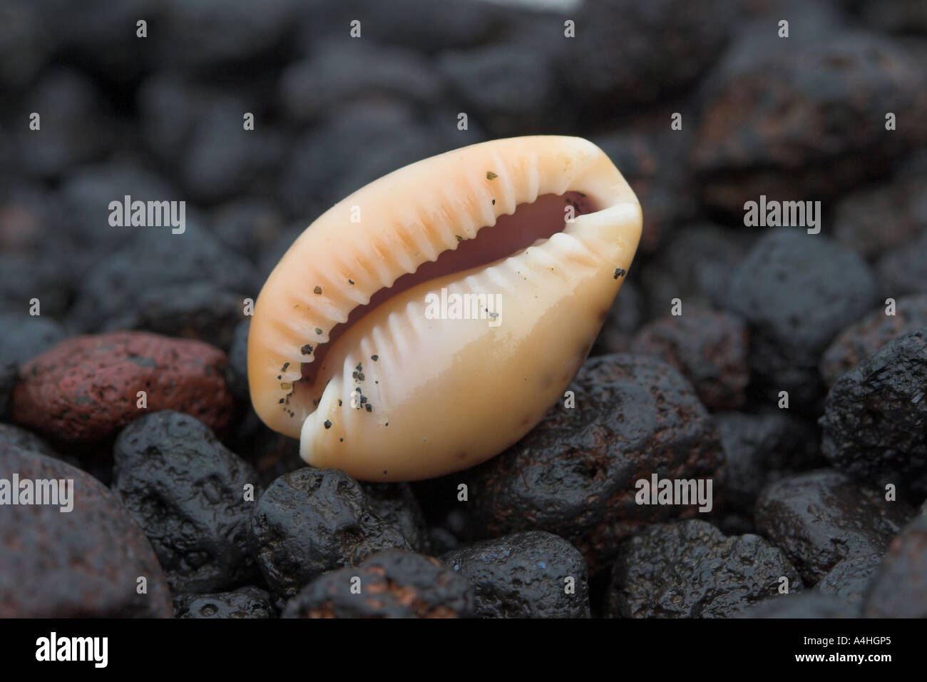 Porous shell hi-res stock photography and images - Alamy