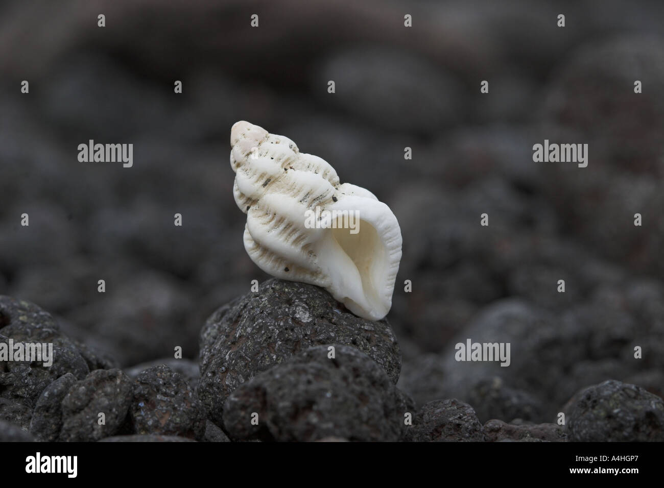 Snail shell on black lava beach Stock Photo - Alamy
