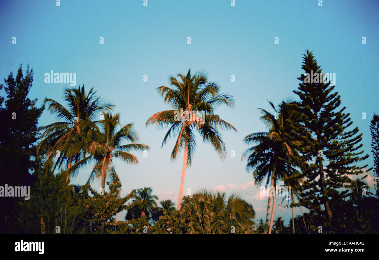 palm trees blowing in wind Stock Photo - Alamy