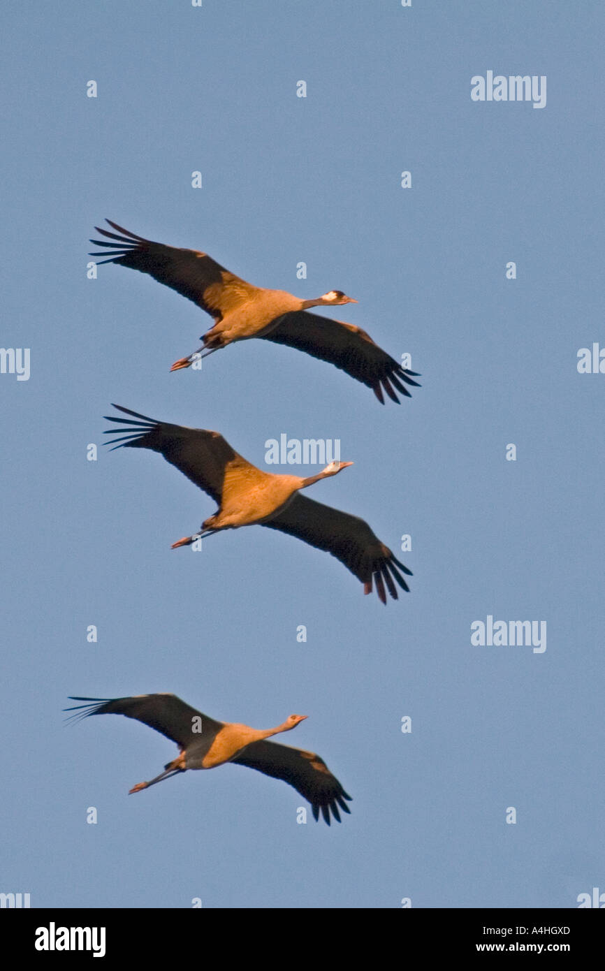 Crane family in flight Stock Photo - Alamy