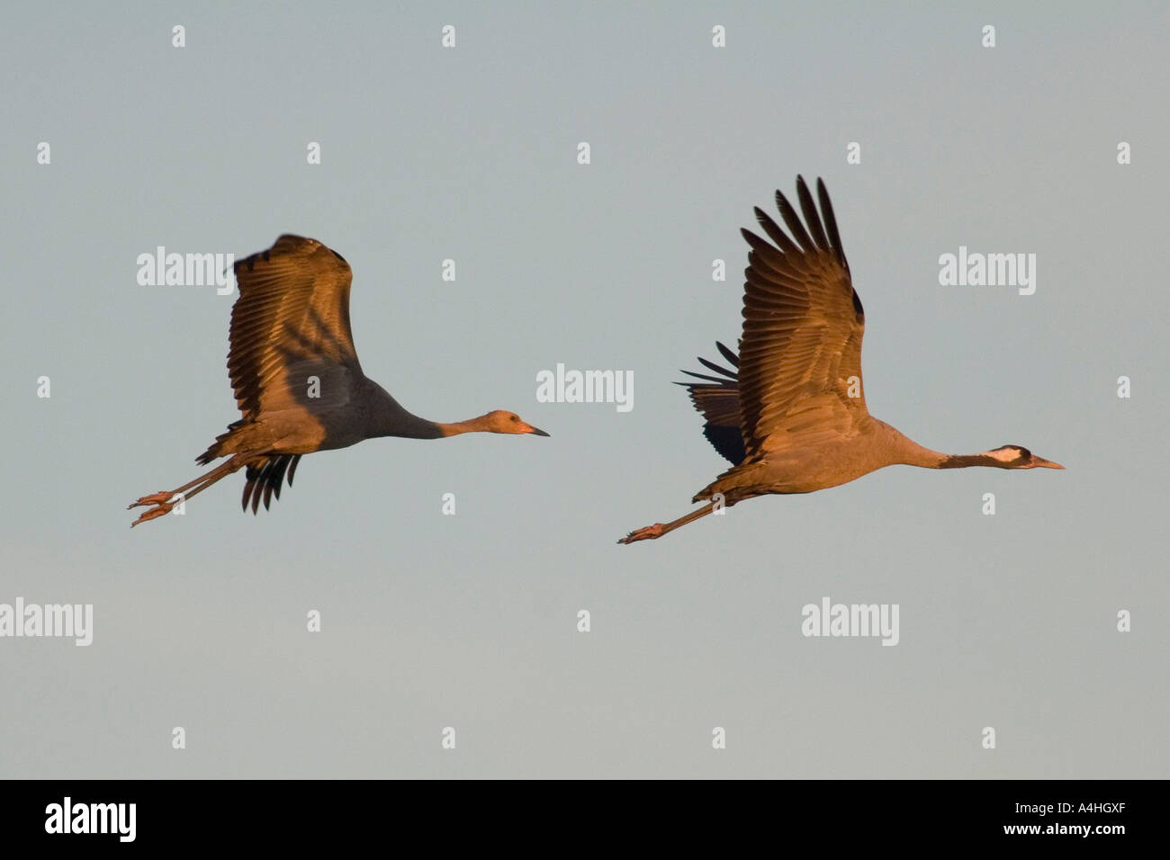 Two young cranes hi-res stock photography and images - Alamy