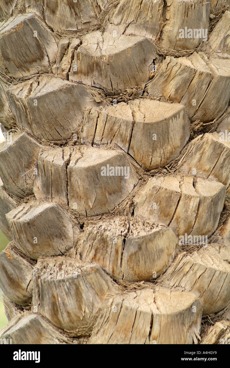 Detail of the trunk of a palm tree Dubai Middle East Stock Photo - Alamy