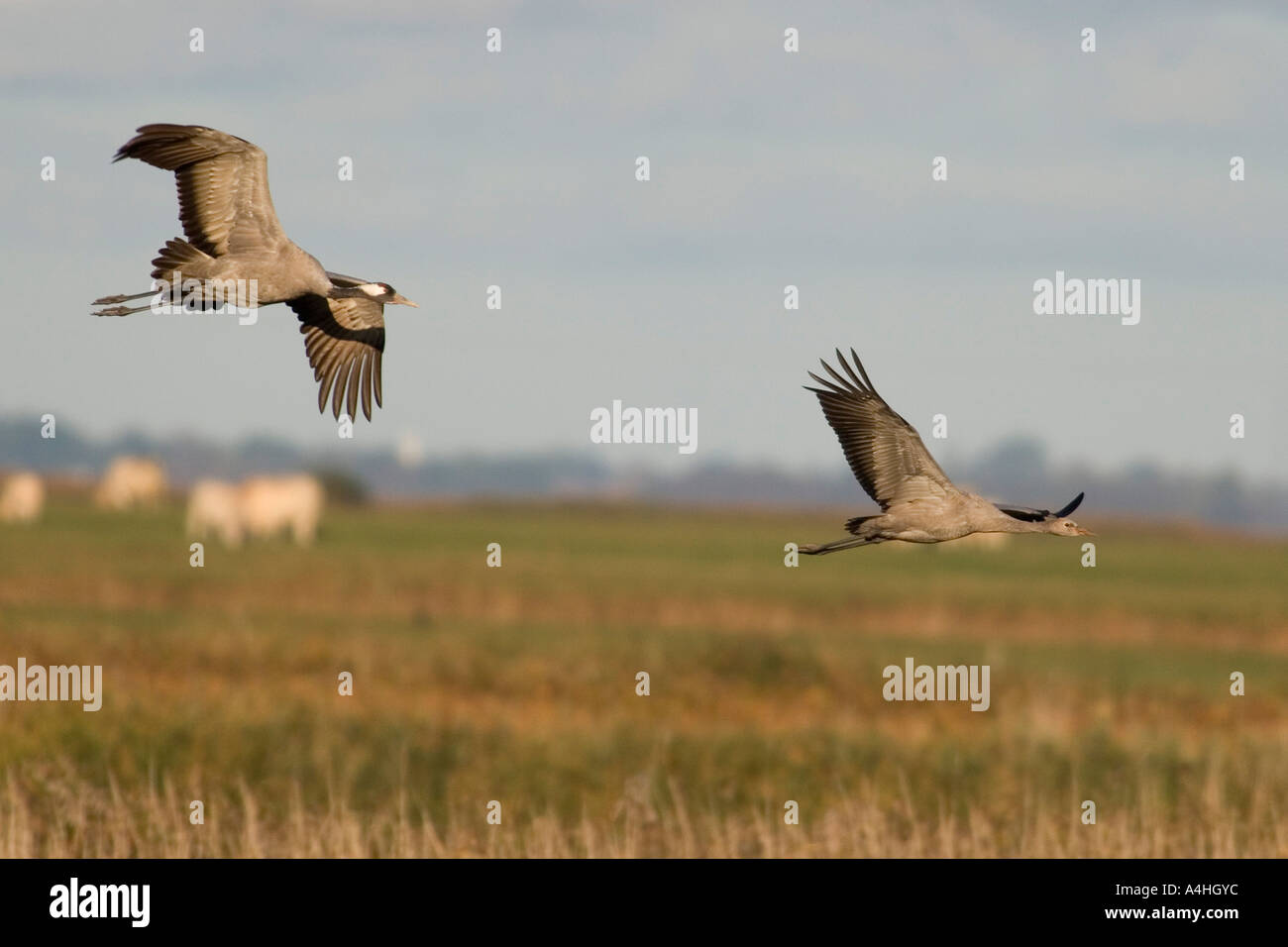 Fyling bird hi-res stock photography and images - Alamy