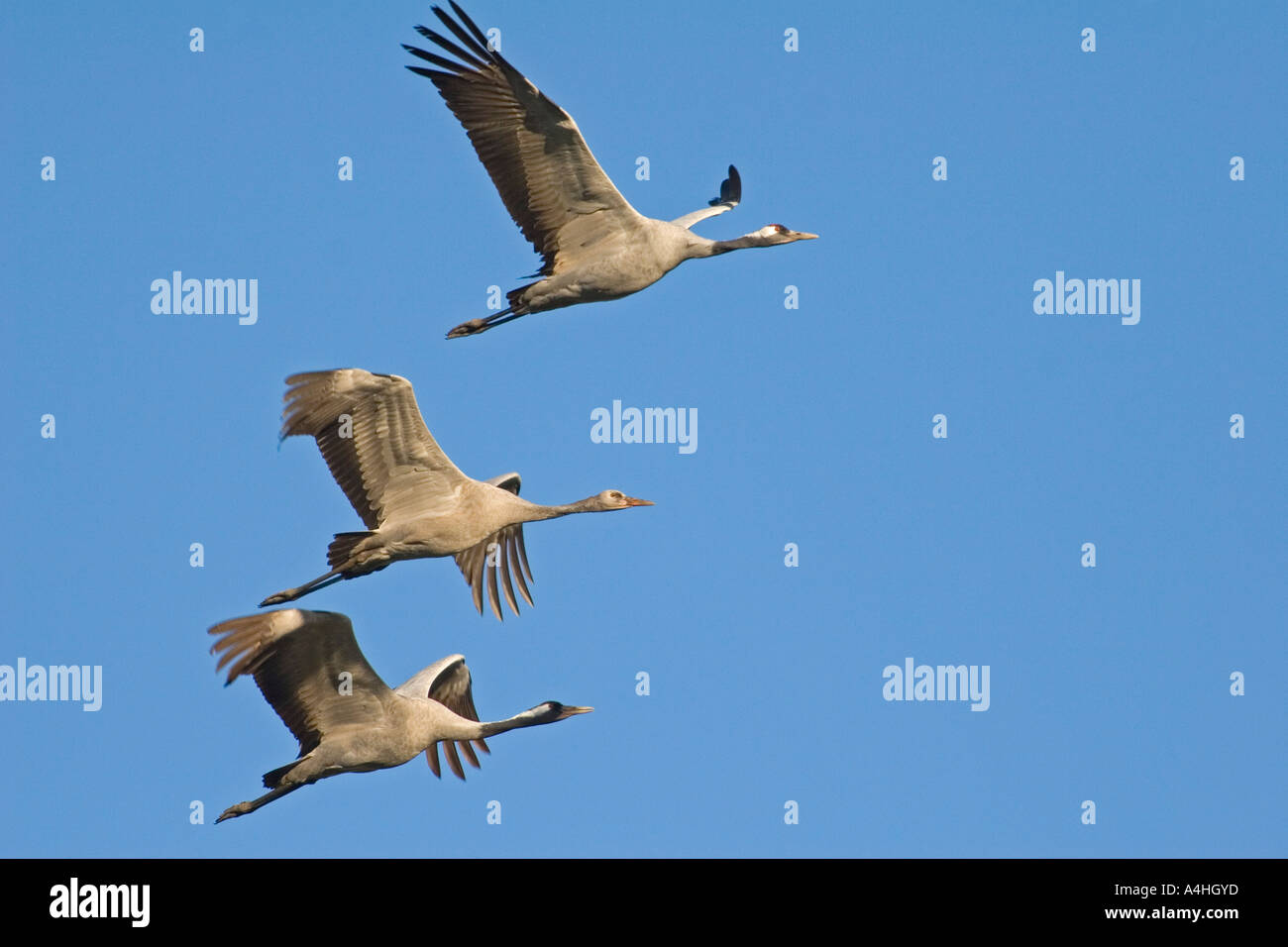 Crane family in flight Stock Photo - Alamy