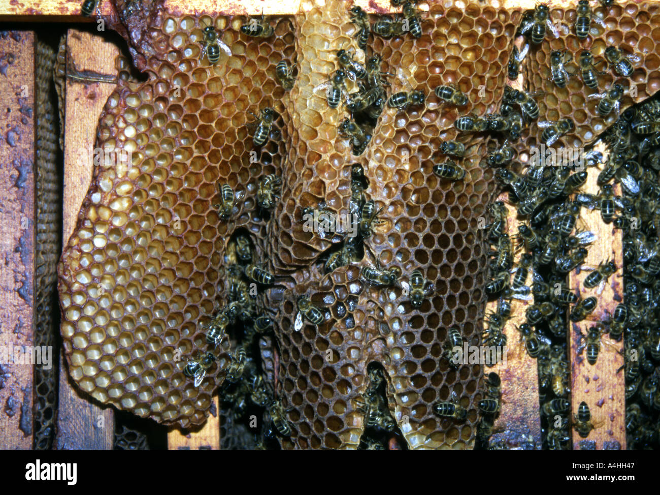 Section of honeycombs of honeybee allowed to build nest outside ...