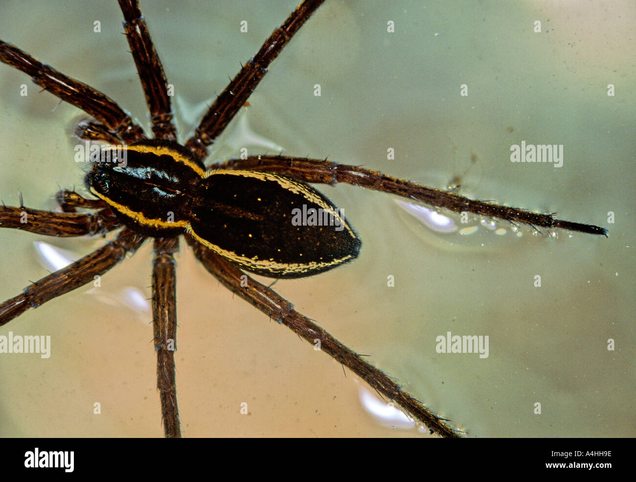 Great Raft Spider Dolomedes fimbriatus sitting on water Stock Photo - Alamy
