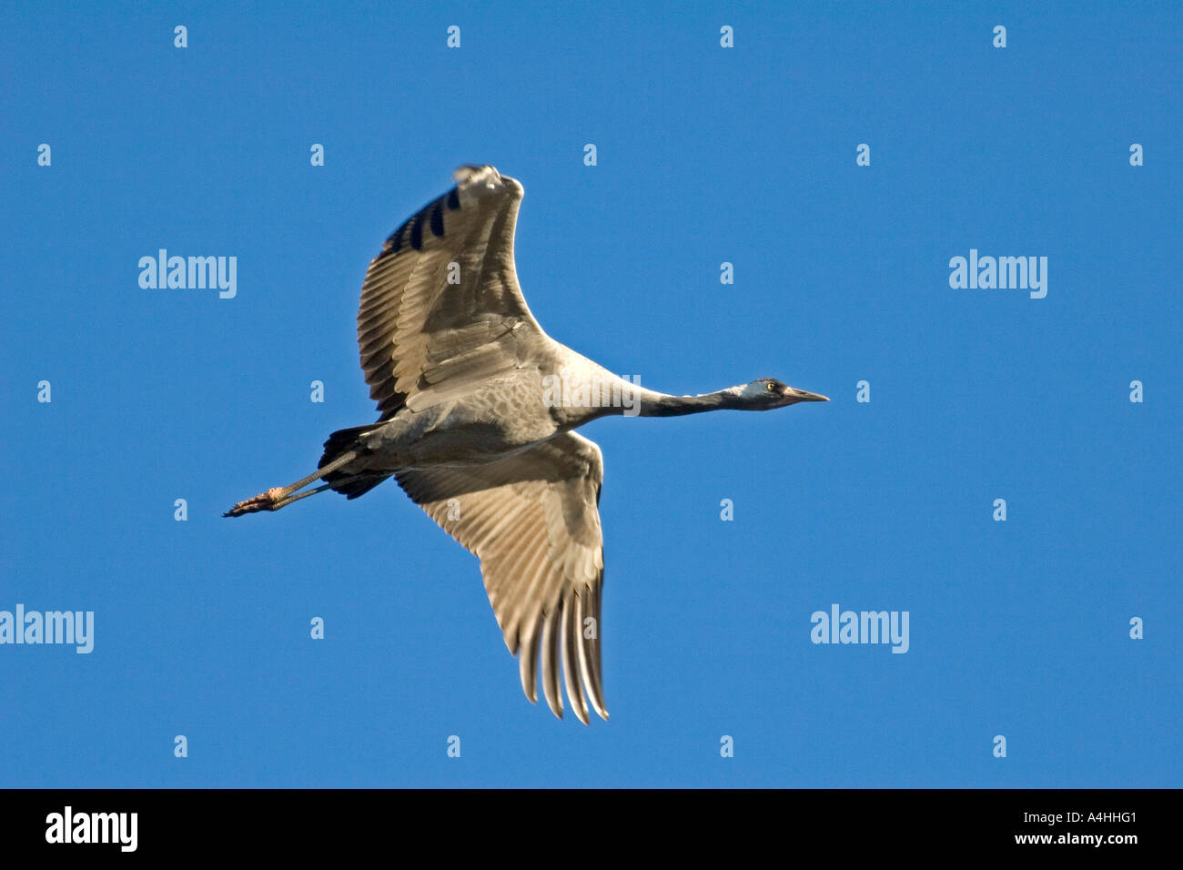 Flying crane hi-res stock photography and images - Alamy