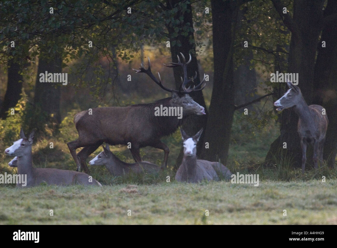 Rutting pack hi-res stock photography and images - Alamy