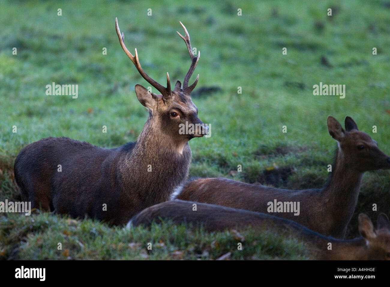 Male sika hi-res stock photography and images - Alamy