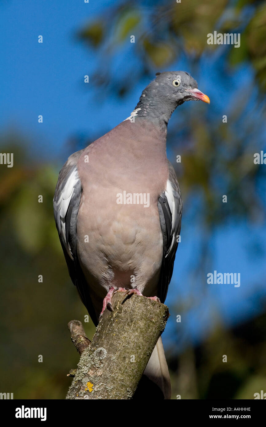 Curious wood pigeon hi-res stock photography and images - Alamy