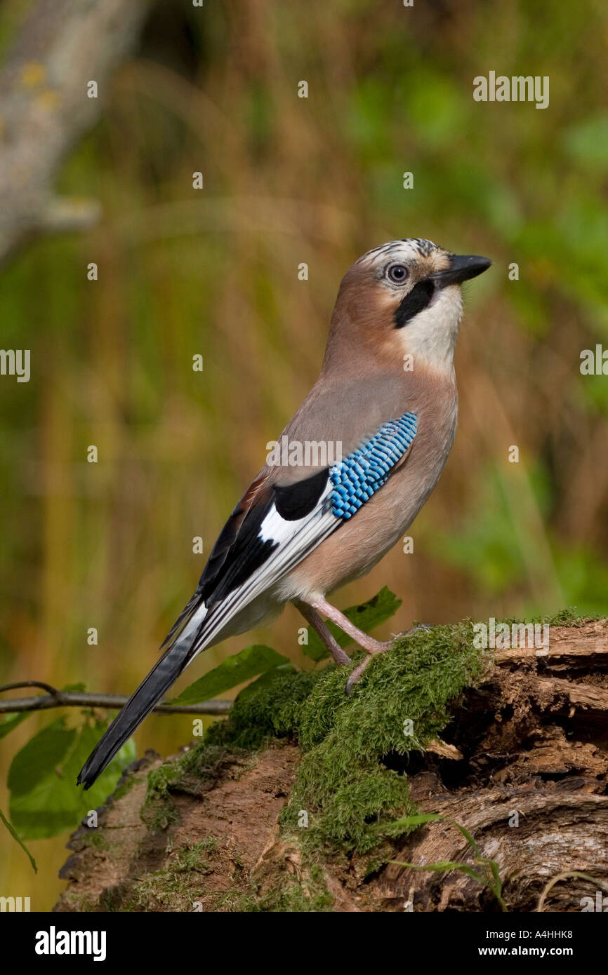 Eurasian jay sitting on a radix Stock Photo - Alamy