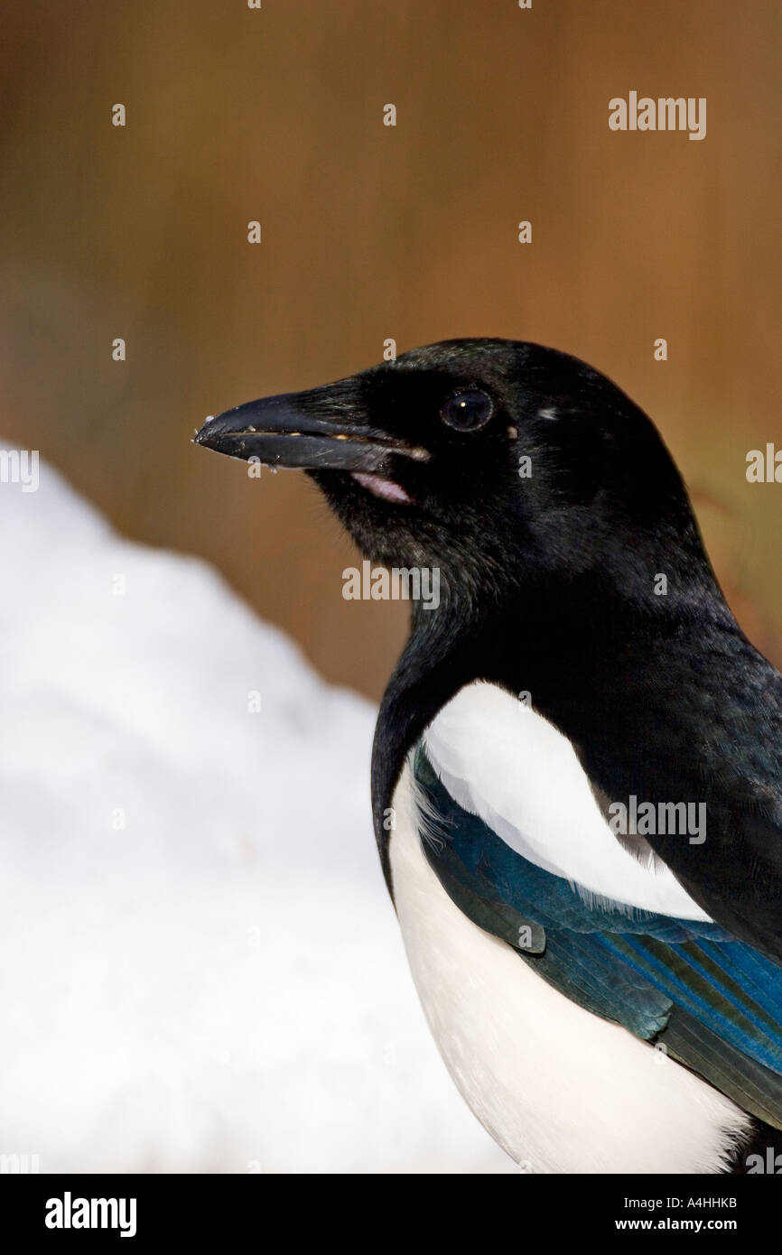 Eurasian magpie head hi-res stock photography and images - Alamy