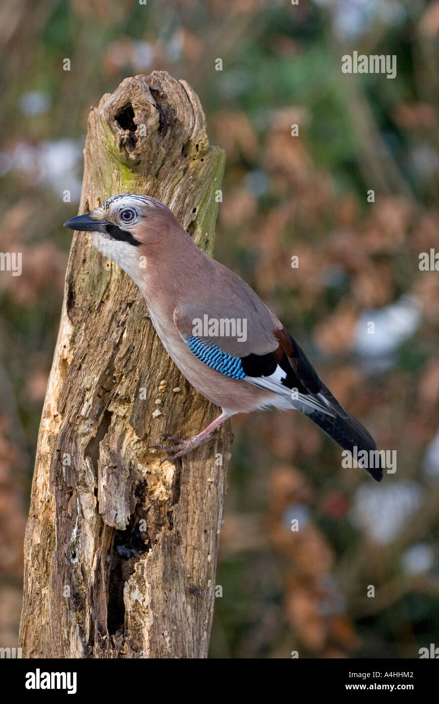 Jay sitting on a perch Stock Photo - Alamy