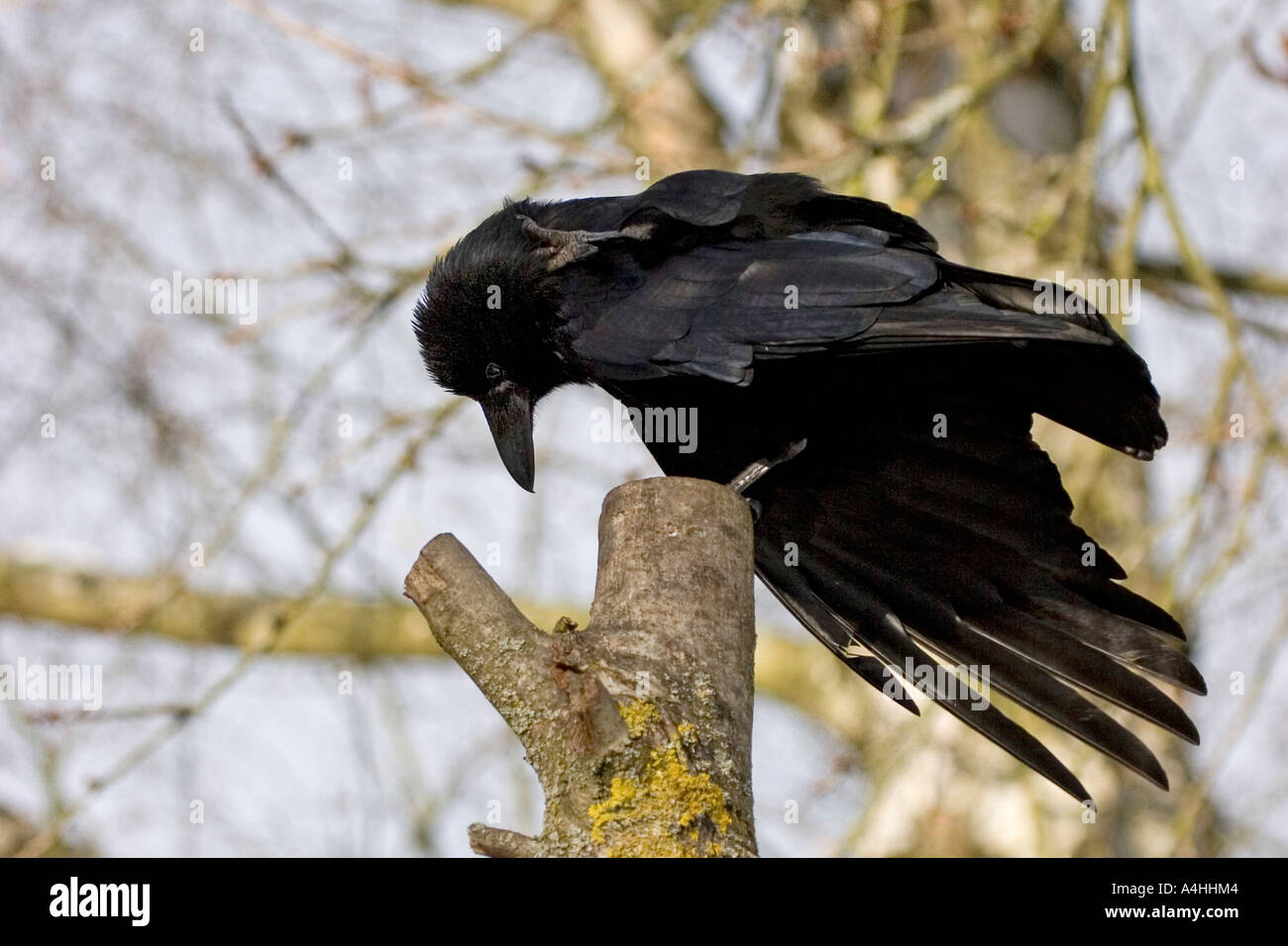 Preening Crow High Resolution Stock Photography and Images - Alamy