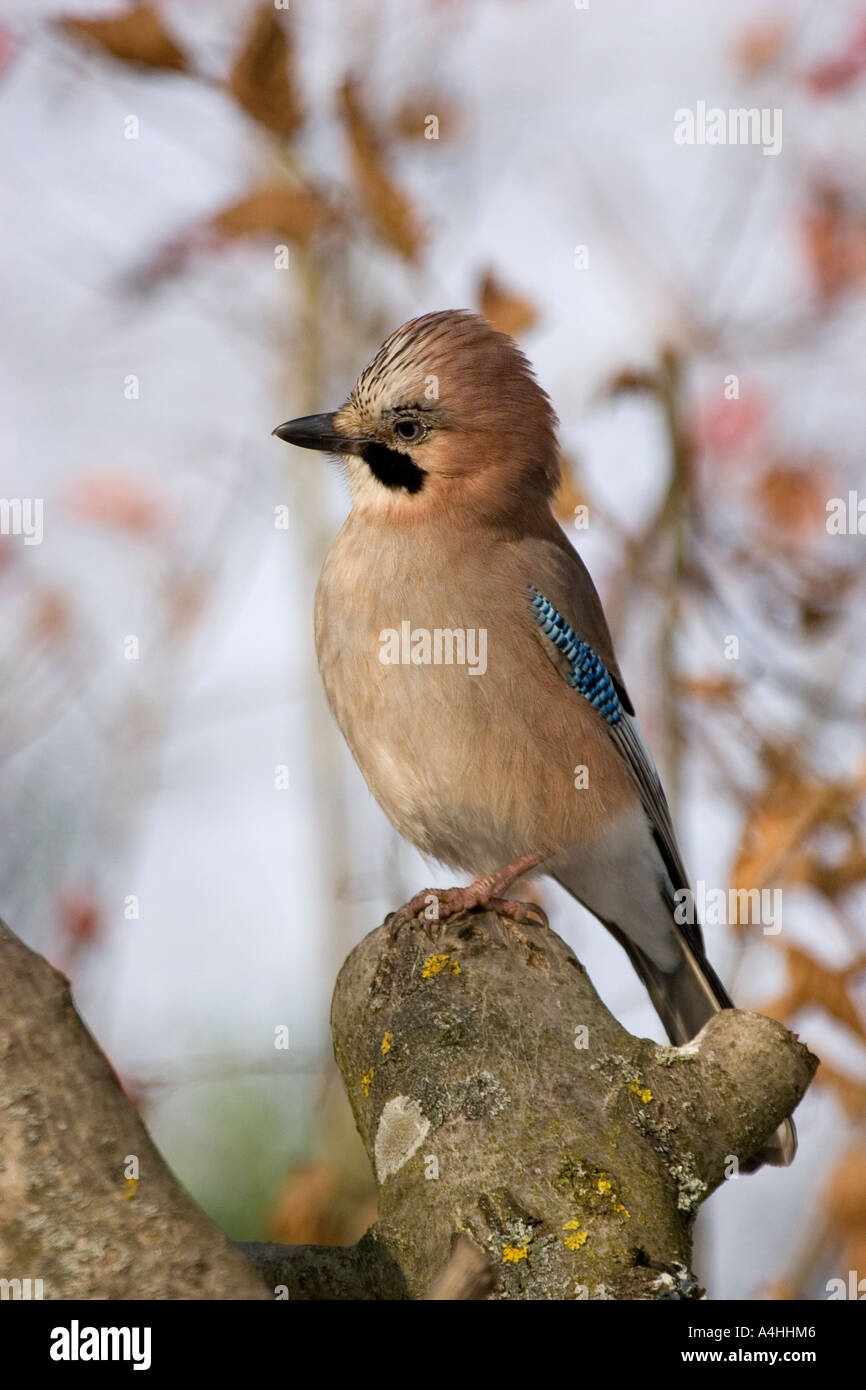 Jay sitting on a perch Stock Photo - Alamy