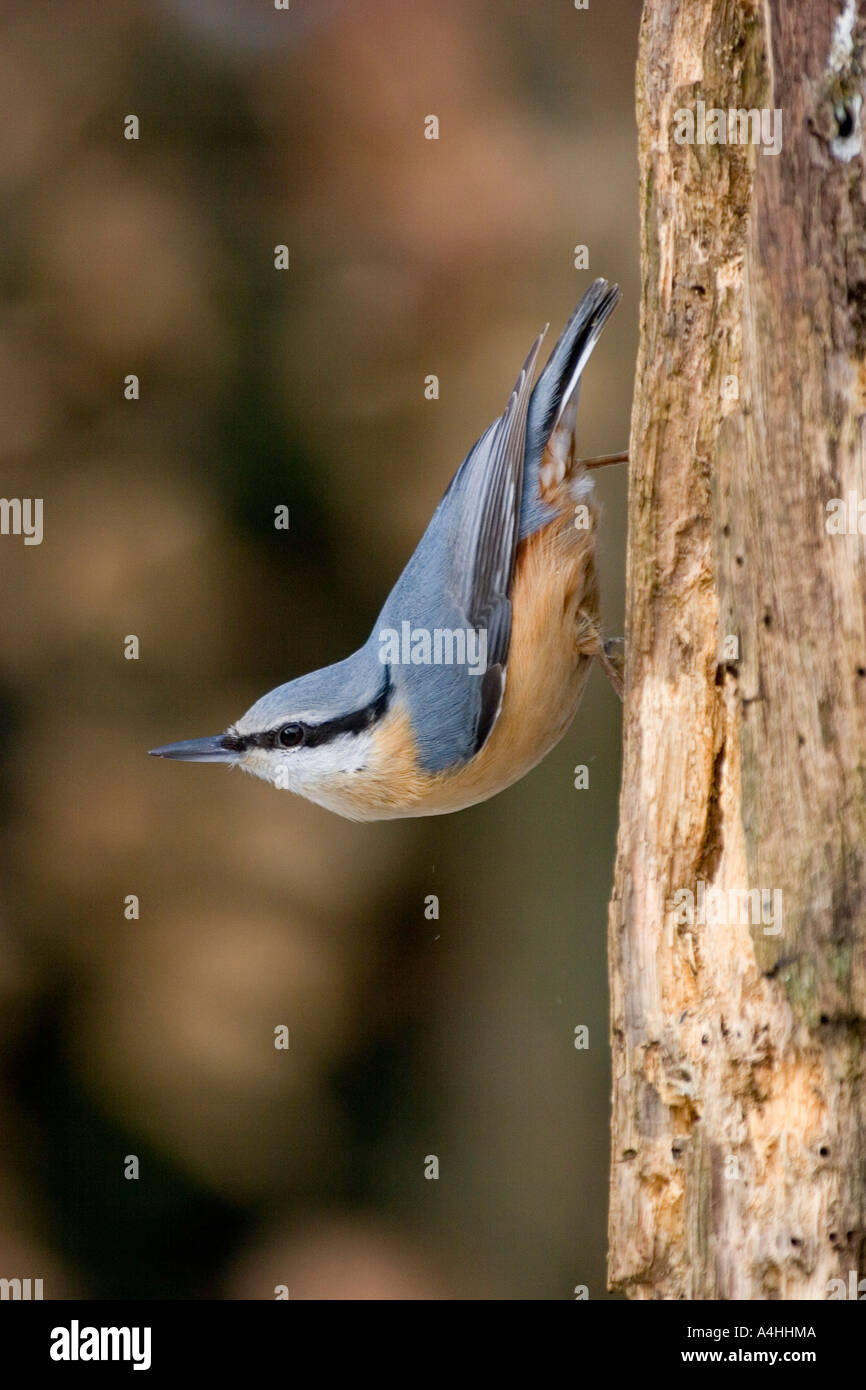 Nuthatch running down a trunk headfirst Stock Photo - Alamy