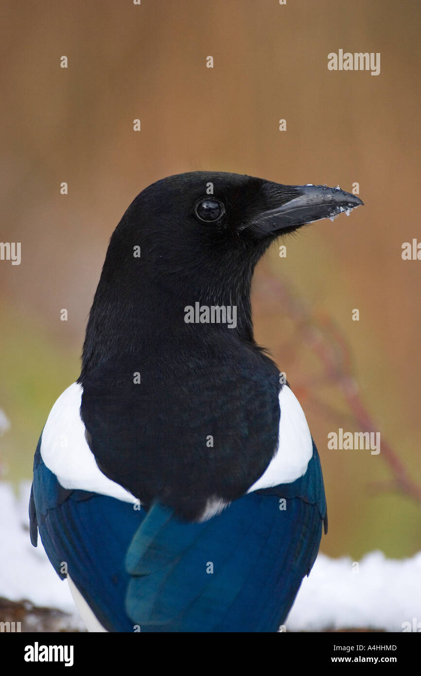 Eurasian magpie head hi-res stock photography and images - Alamy