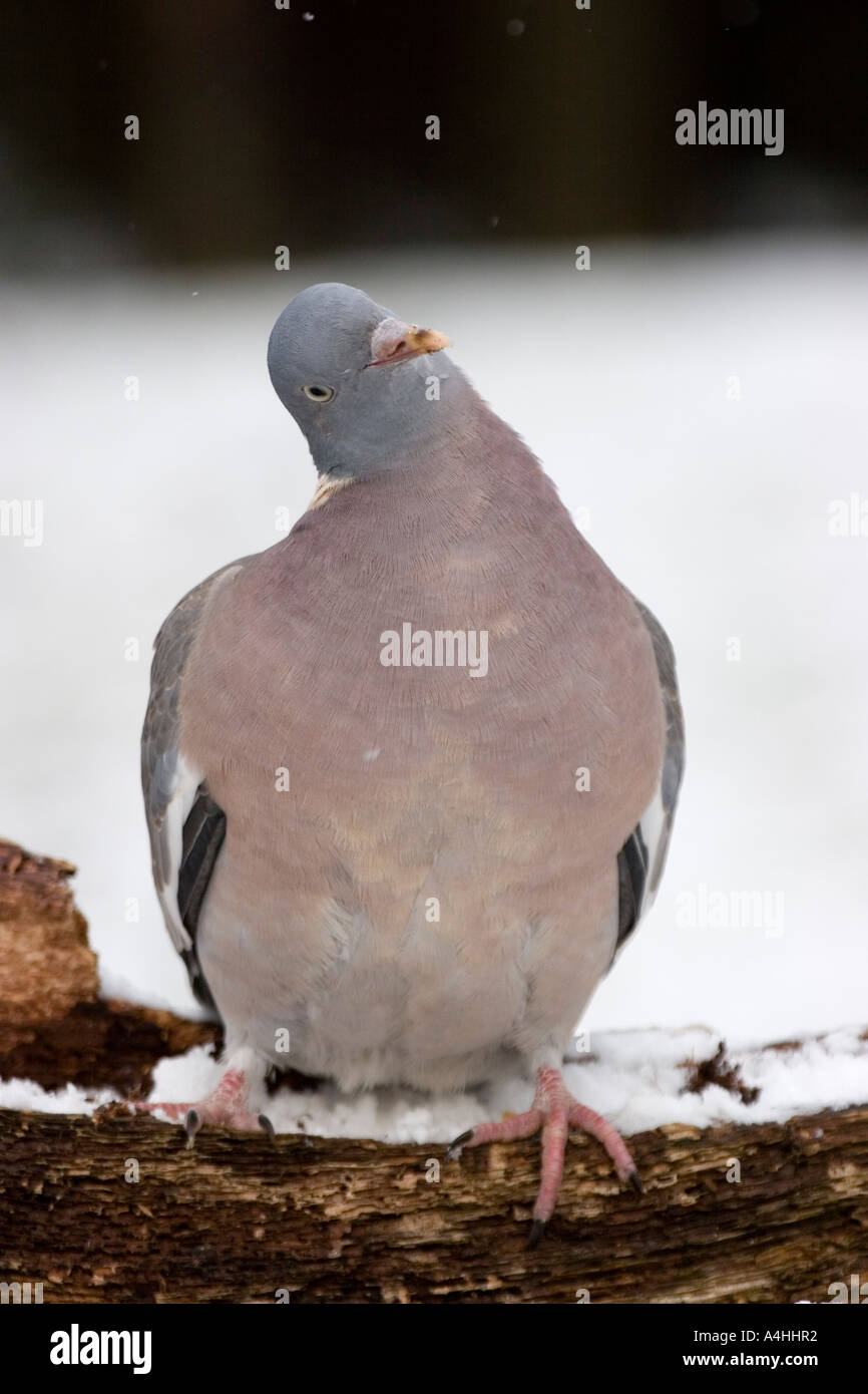 Curious wood pigeon Stock Photo - Alamy