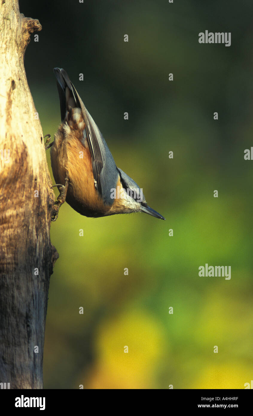 Nuthatch autumn colours hi-res stock photography and images - Alamy