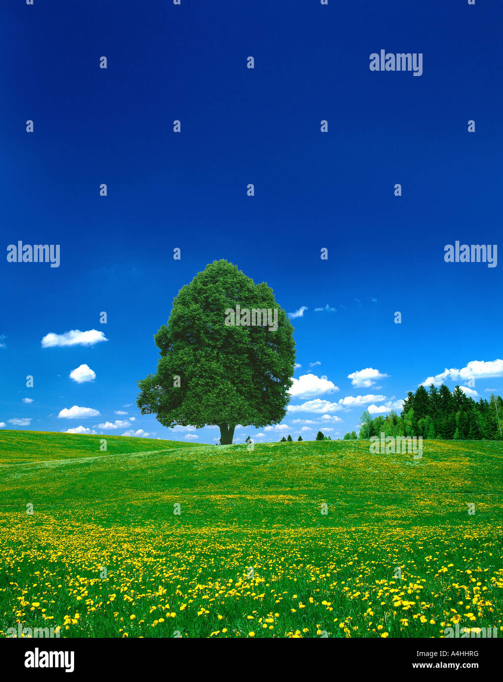 A green field with yellow flowers and a tree in the distance Stock ...