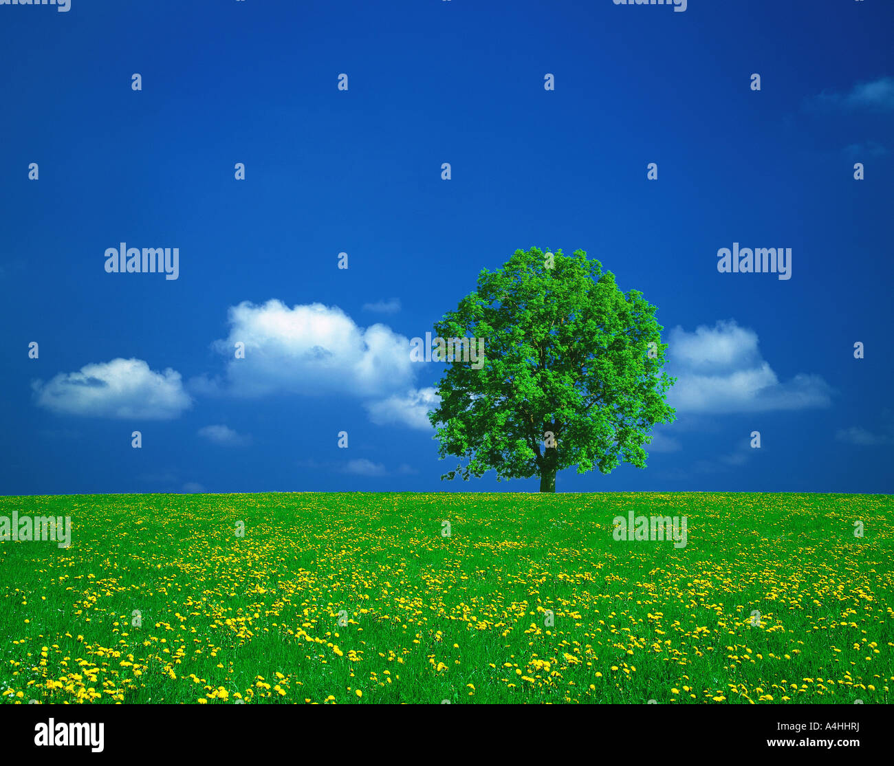 A green field with yellow flowers and a tree in the distance Stock ...