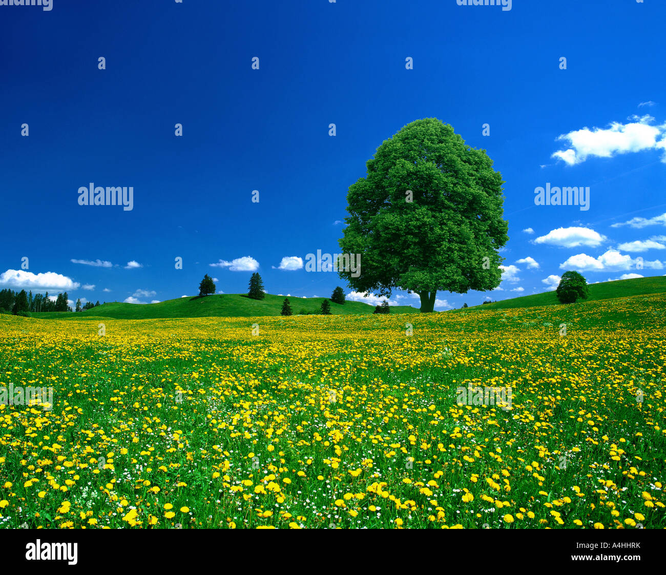 A green field with yellow flowers and a tree in the distance Stock ...