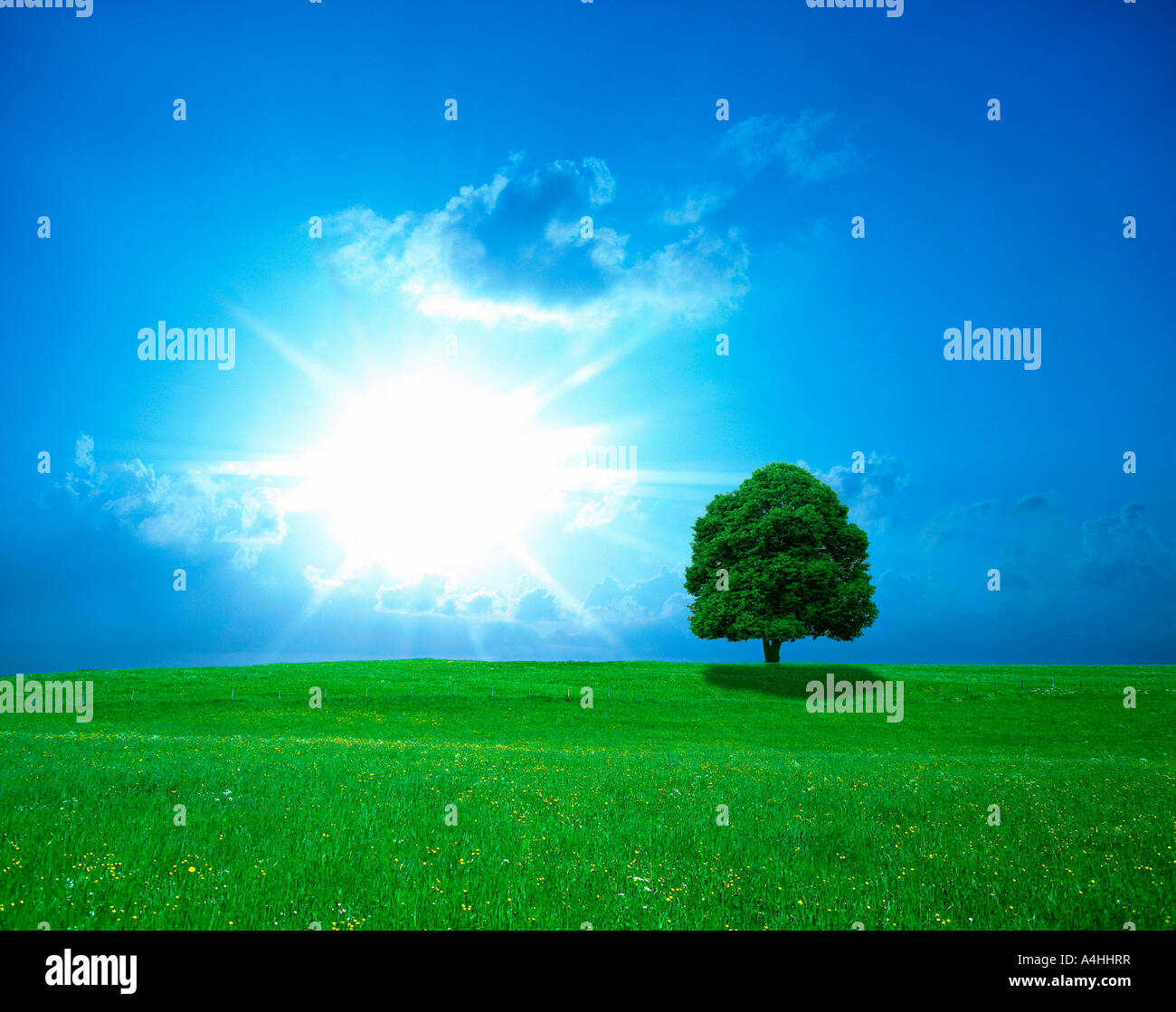 A green field with yellow flowers and a tree in the distance Stock ...