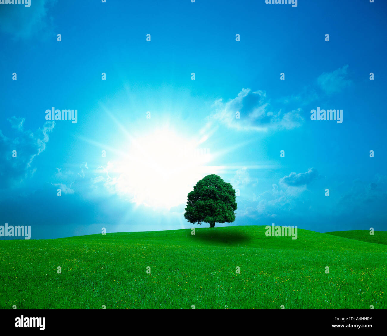 A green field with a tree in the distance Stock Photo - Alamy