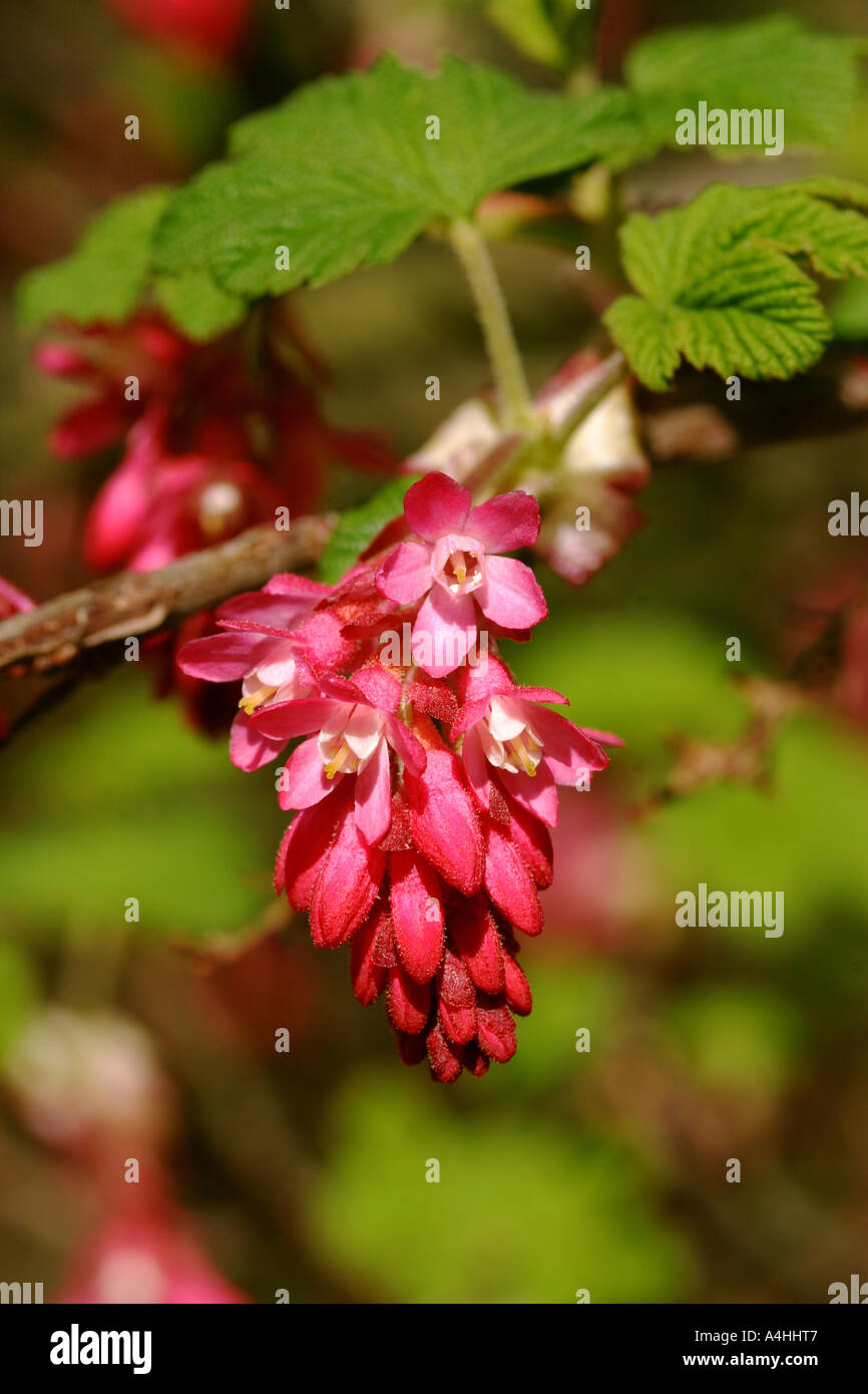 Red currant blossom hi-res stock photography and images - Alamy