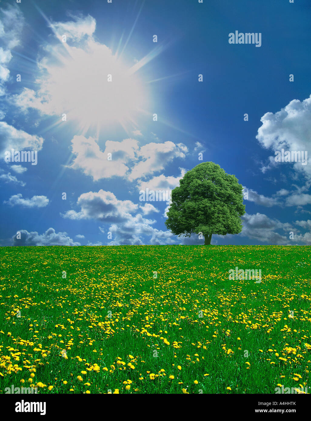 A green field with yellow flowers and a tree in the distance Stock ...