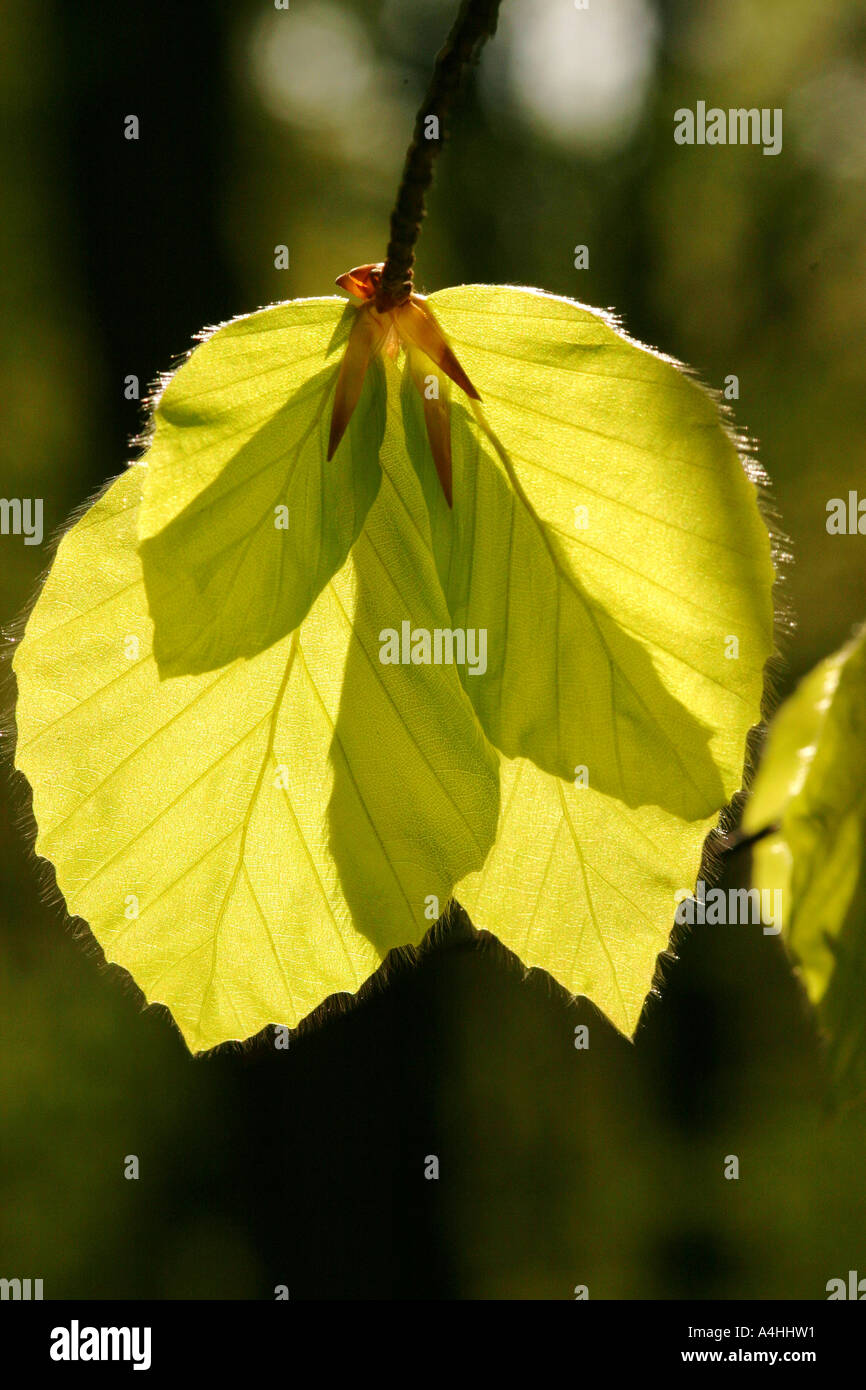 Young beech tree hi-res stock photography and images - Alamy