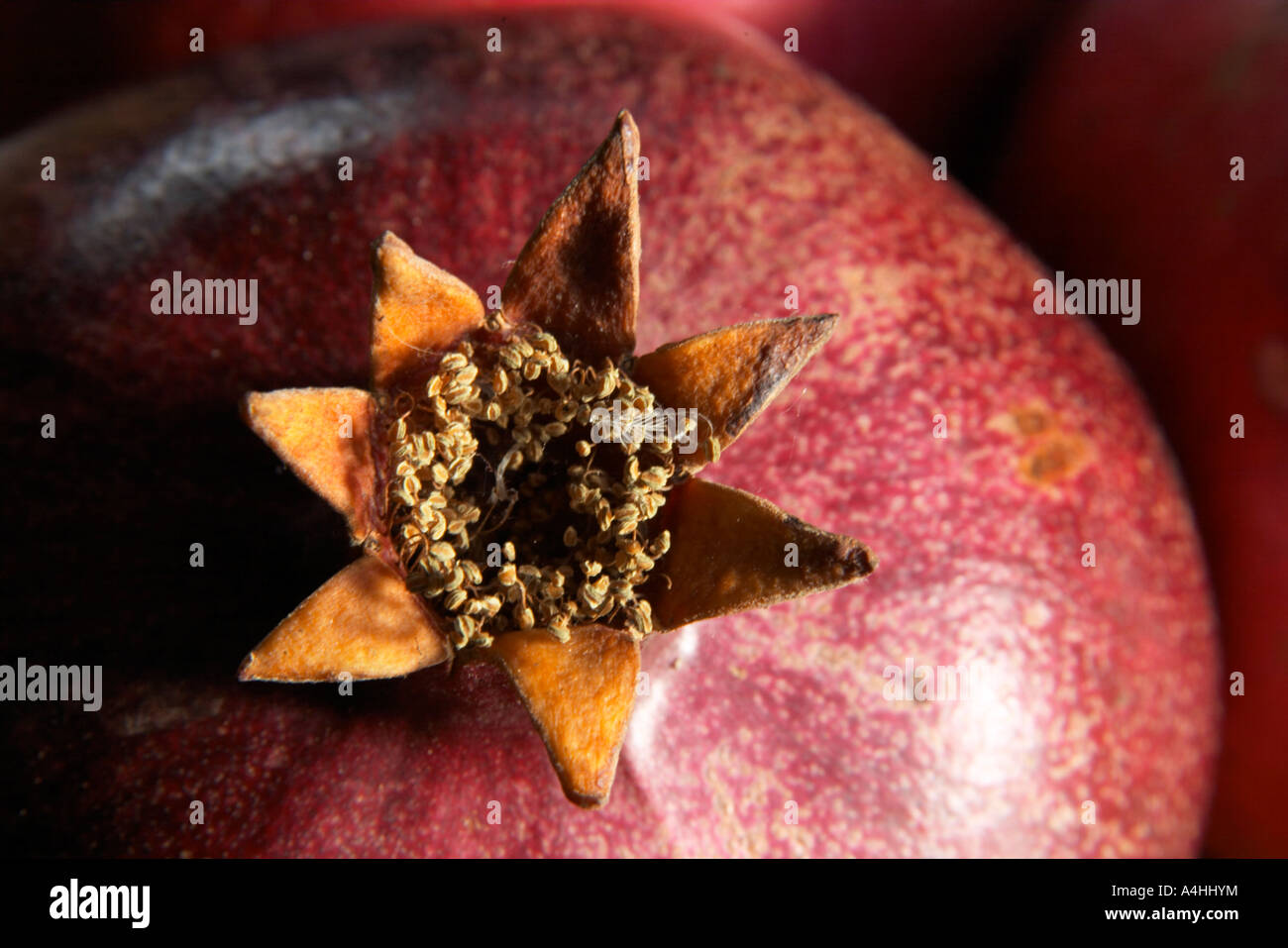 Pomegranate fruit closeup Stock Photo - Alamy