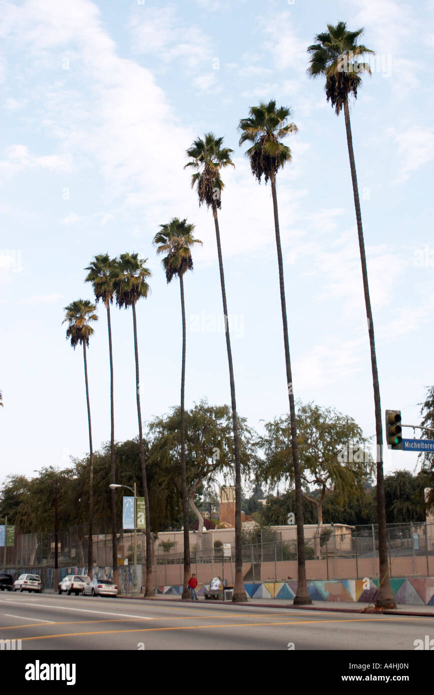 Los Angeles Sunset Boulevard Palm Trees Stock Photos & Los Angeles ...