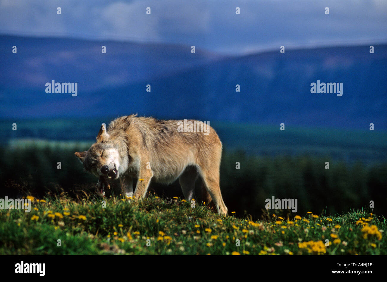Highland wildlife park wolf hi-res stock photography and images - Alamy