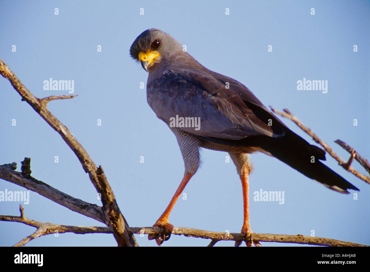 Eastern chanting goshawk kenya hi-res stock photography and images - Alamy