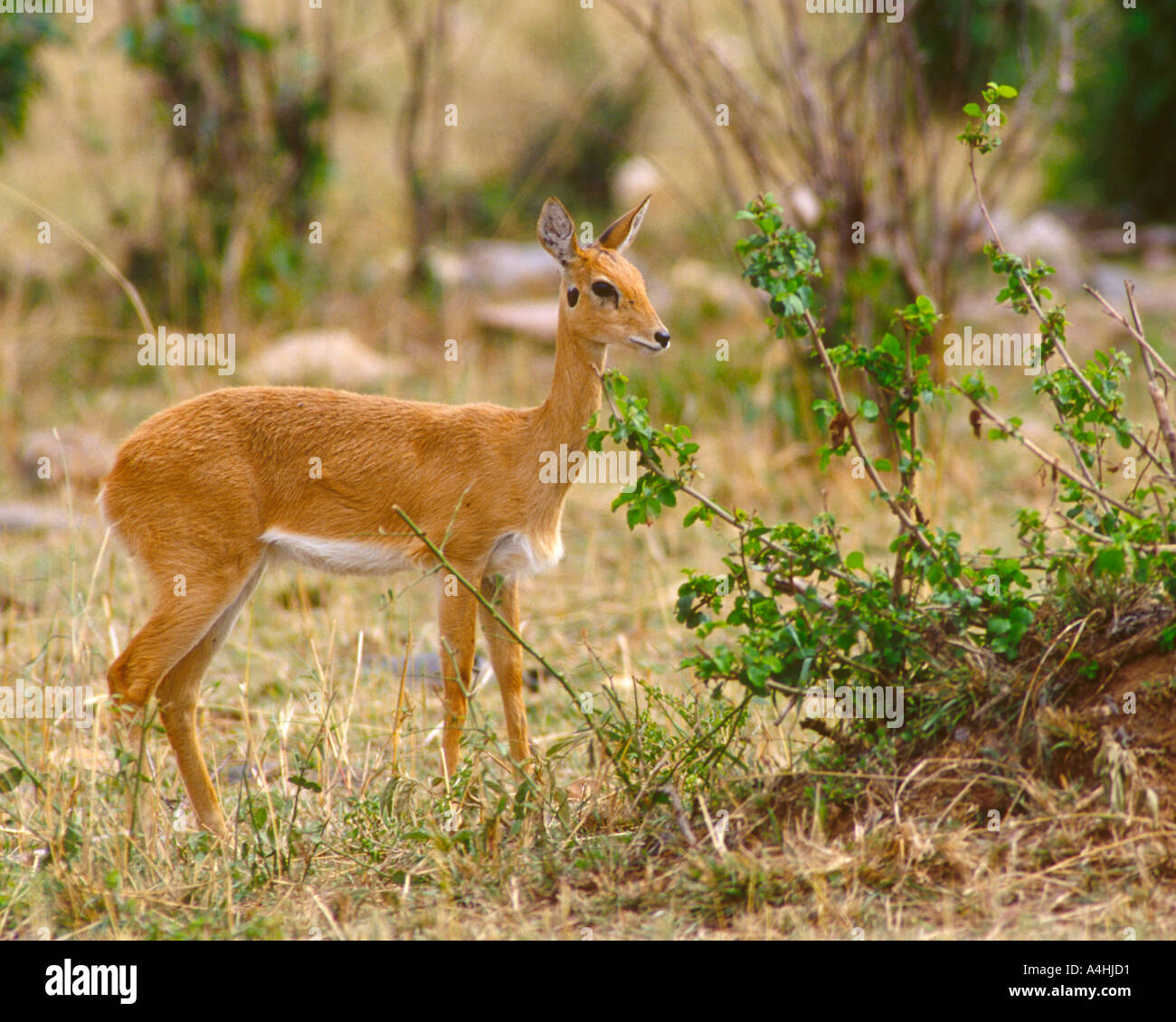 Oribi ourebia ourebi safari hi-res stock photography and images - Alamy