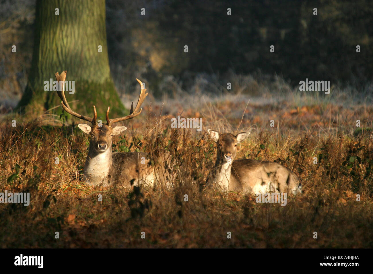 Female fallow dear hi-res stock photography and images - Alamy