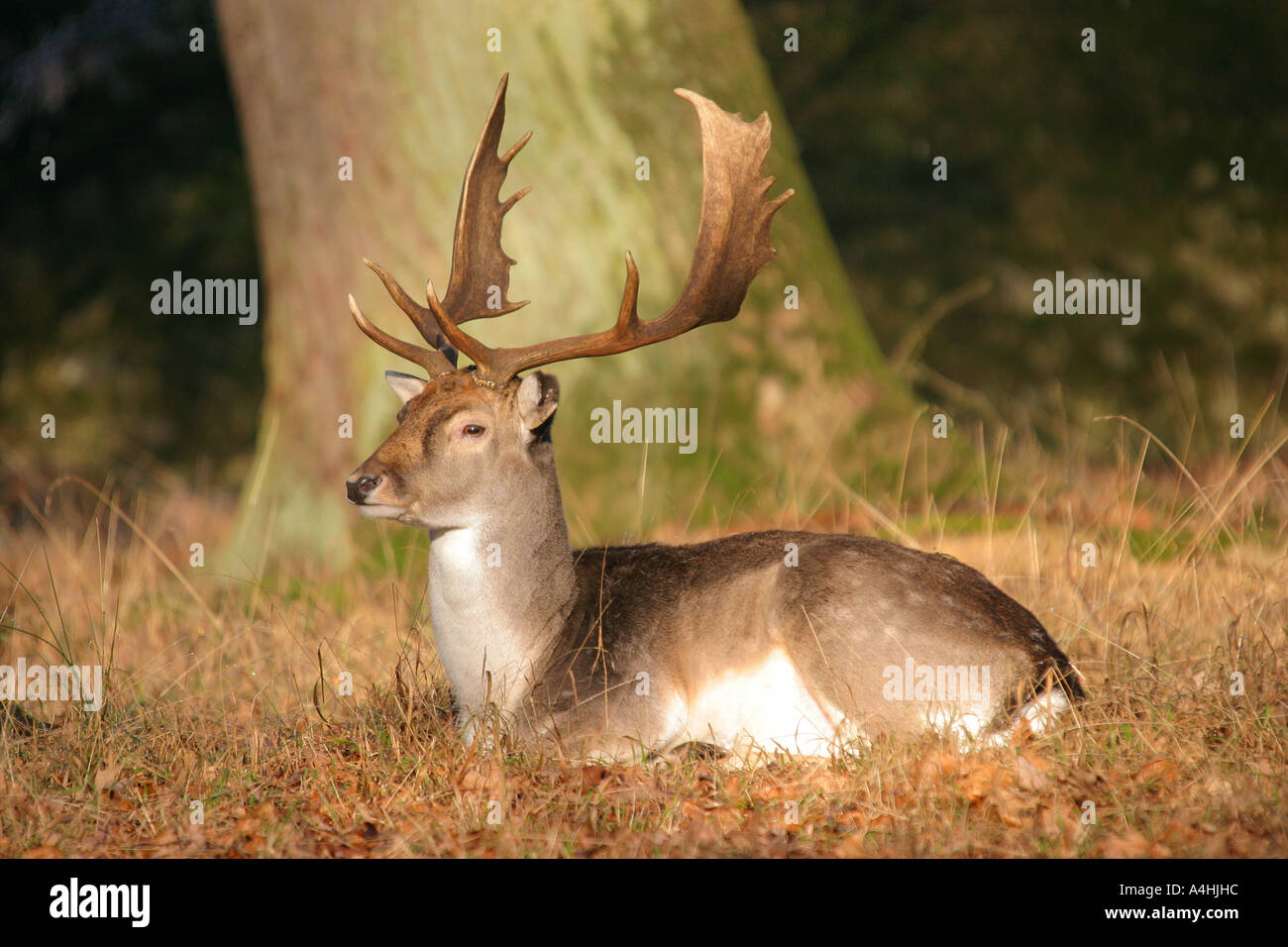 Clearing in a wood hi-res stock photography and images - Alamy