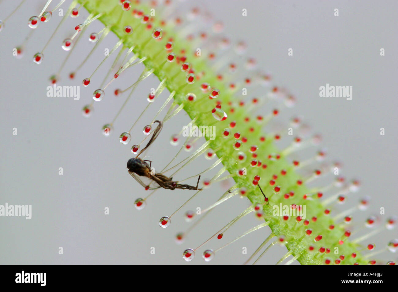 Sundew and insect hi-res stock photography and images - Alamy