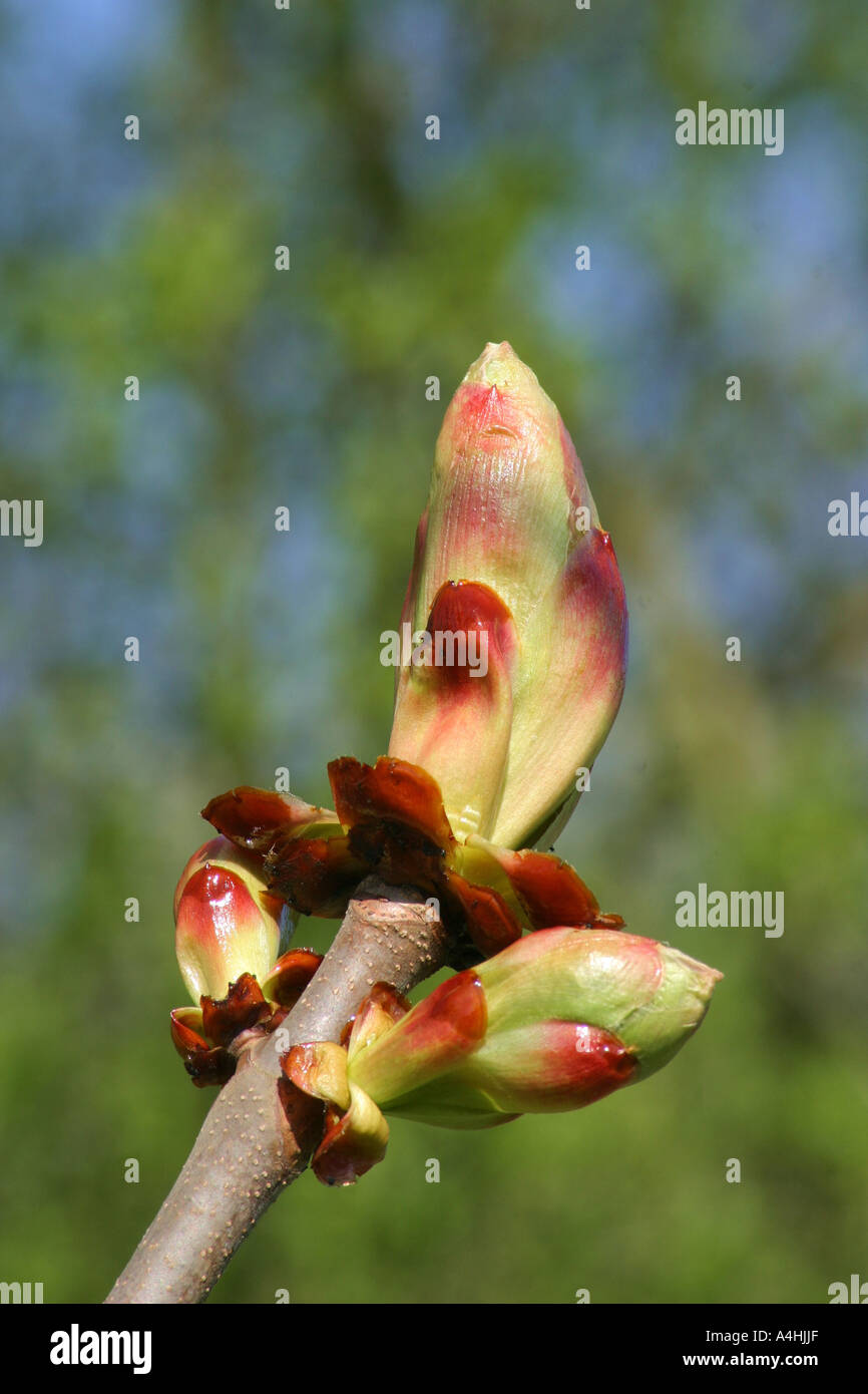Buds of chestnut tree hi-res stock photography and images - Alamy