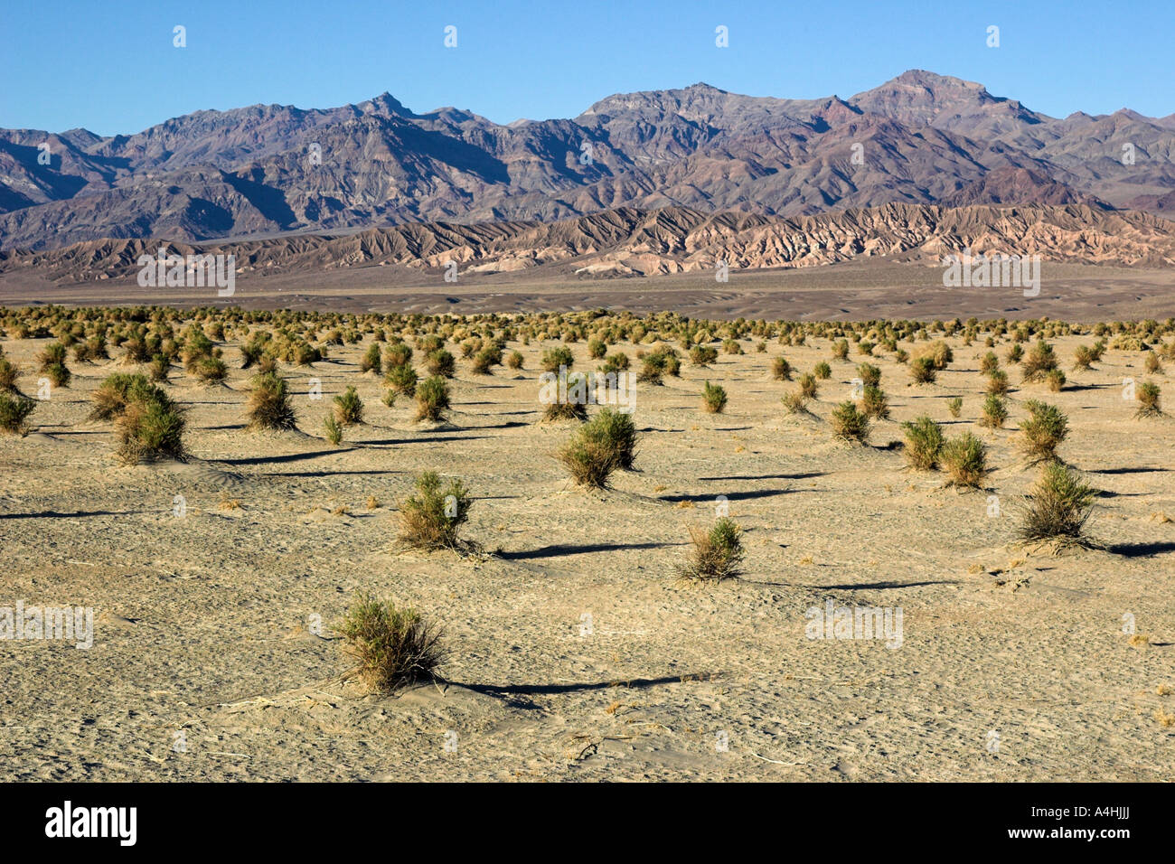 Devil’s Cornfield At The Death Valley National Park, California, USA ...
