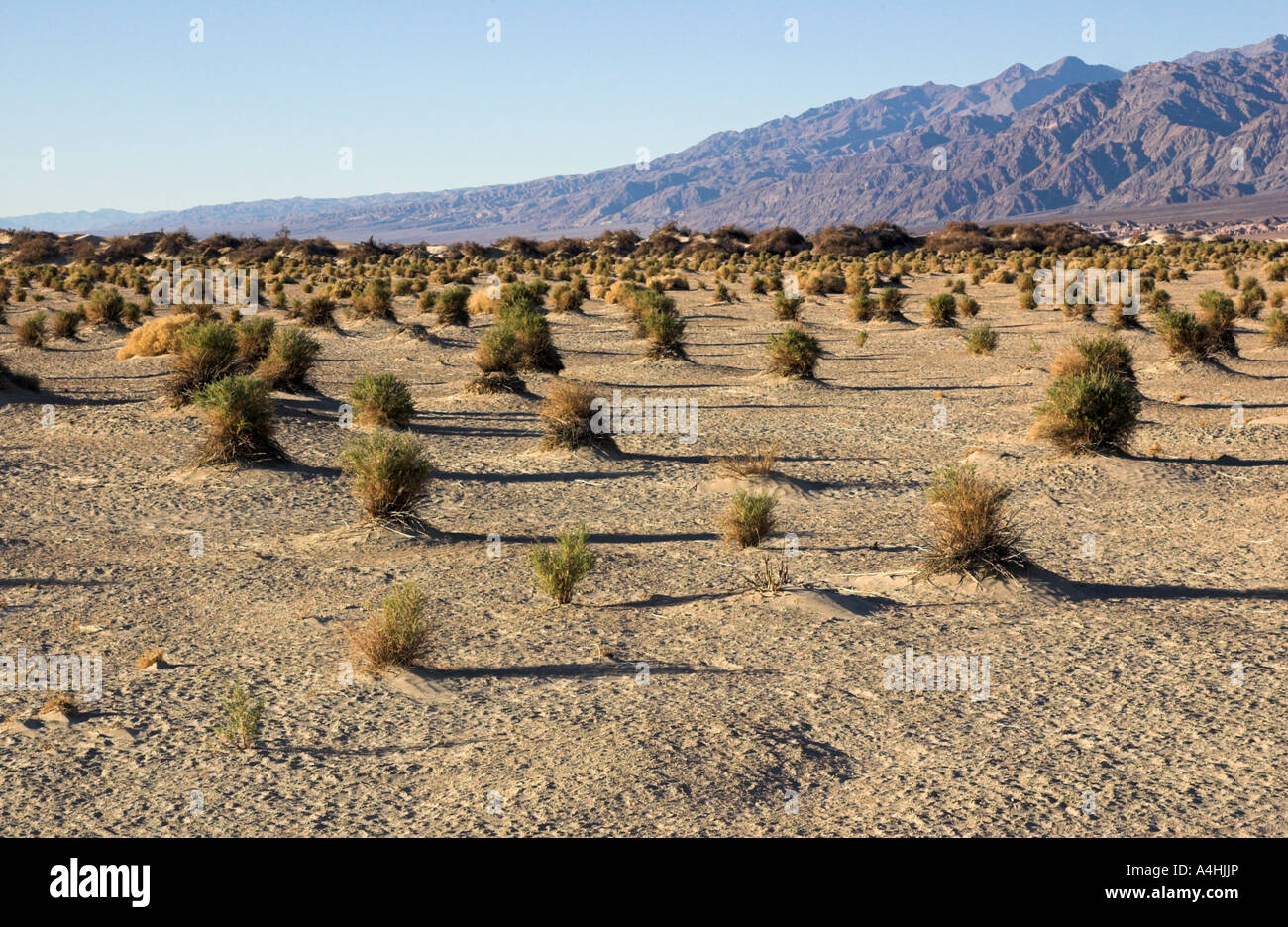 Devil’s hole pupfish hi-res stock photography and images - Alamy