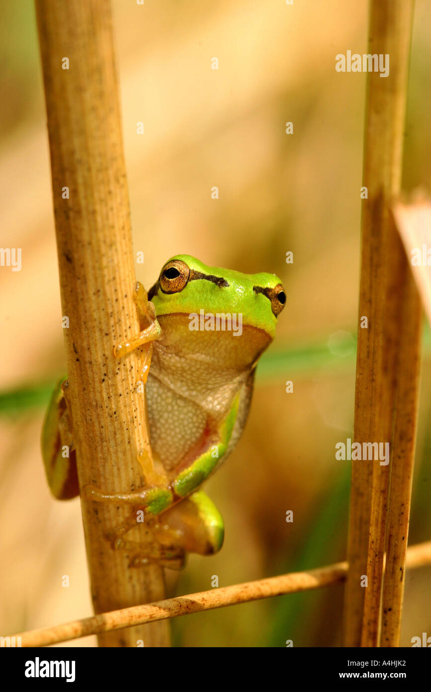 Upright reed hi-res stock photography and images - Alamy